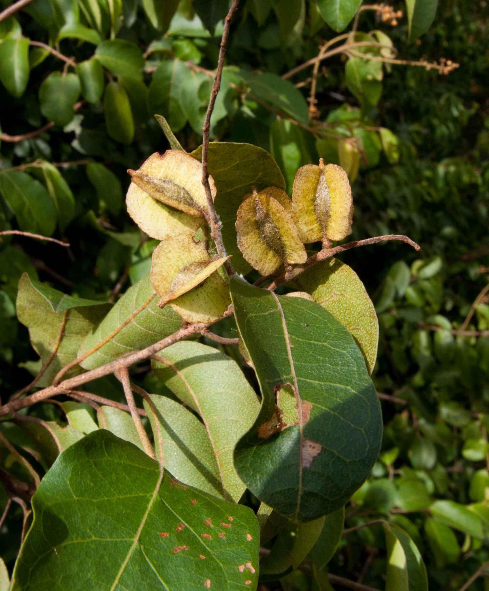 Combretum celastroides Welw. ex M.A.Lawson