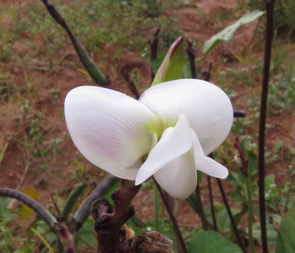 (Vigna sinensis) - Botanical Realm
