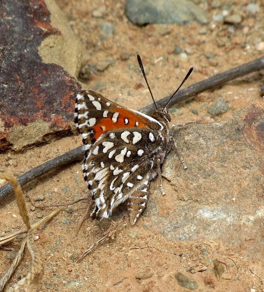 Silver-spotted Coppers in October 2013 by Brian du Preez. Large Silver ...