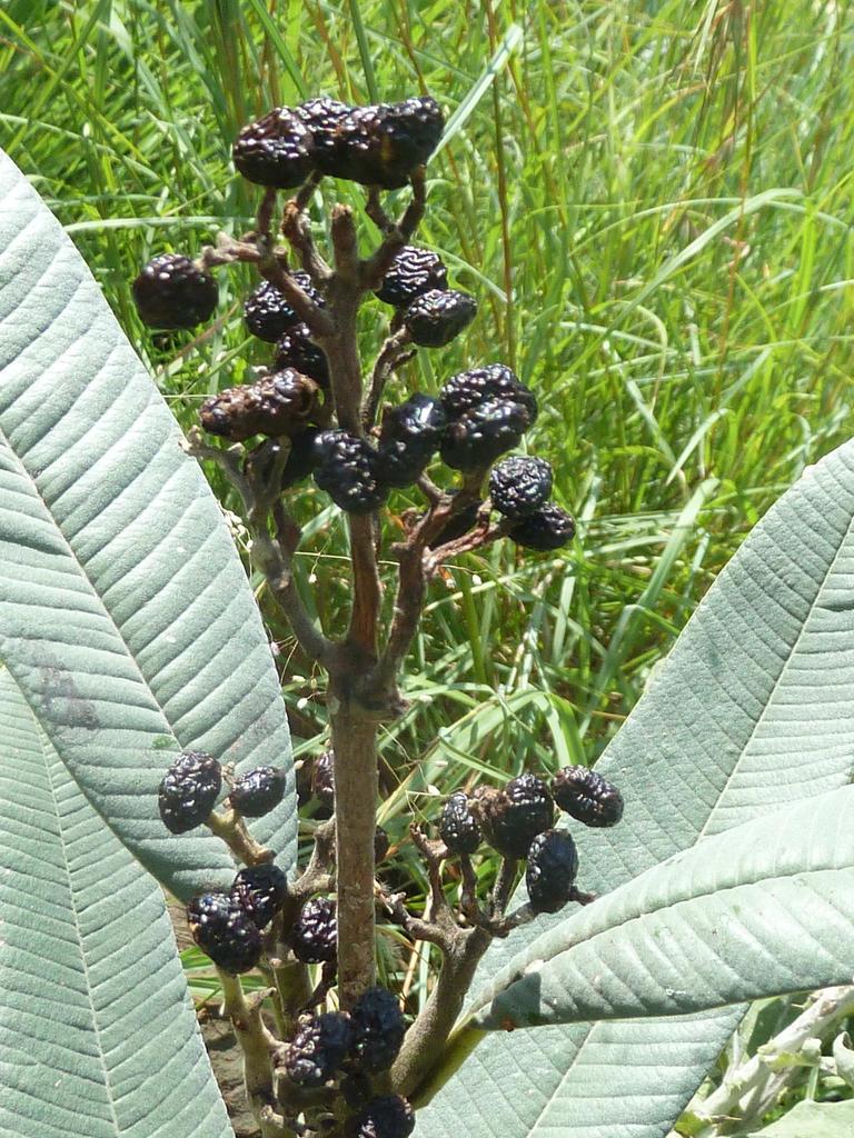 Ozoroa barbertonensis from MR1, Hhohho on February 22, 2013 by Andrew ...