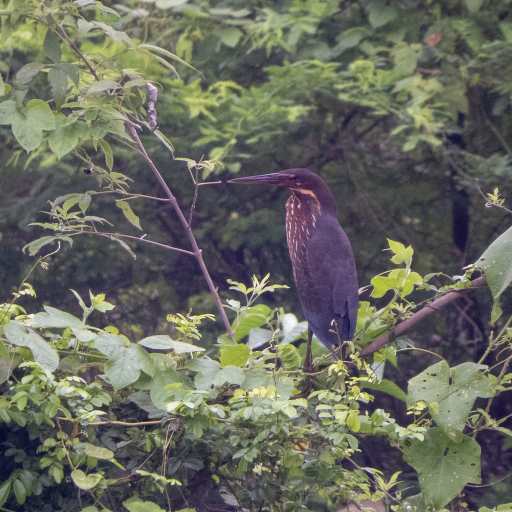 Black Bittern from Chennai, Tamil Nadu, India on November 24, 2017 at ...