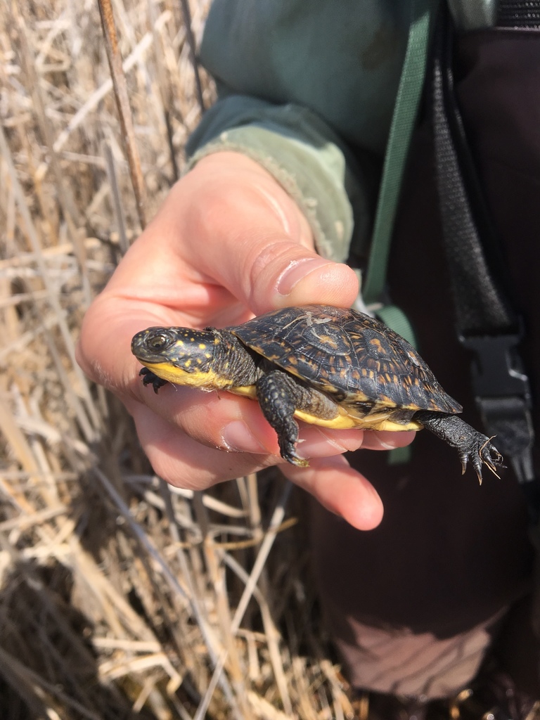 Blanding's Turtle in April 2018 by elspethpierce · iNaturalist