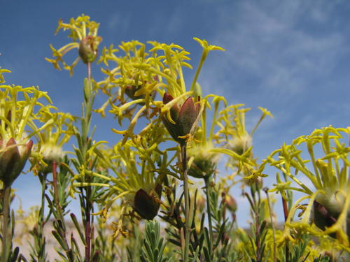 Kners Curryflower (Lasiosiphon pedunculatus) · iNaturalist