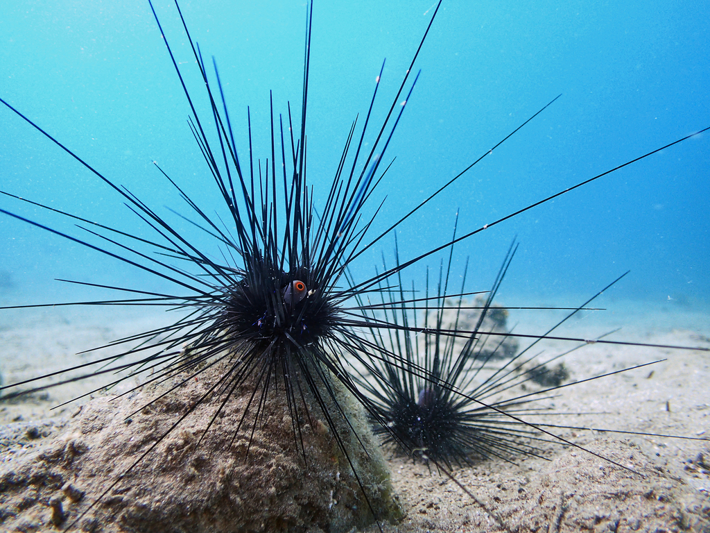 Diadema (Common Organisms in Sarasota Bay) · iNaturalist