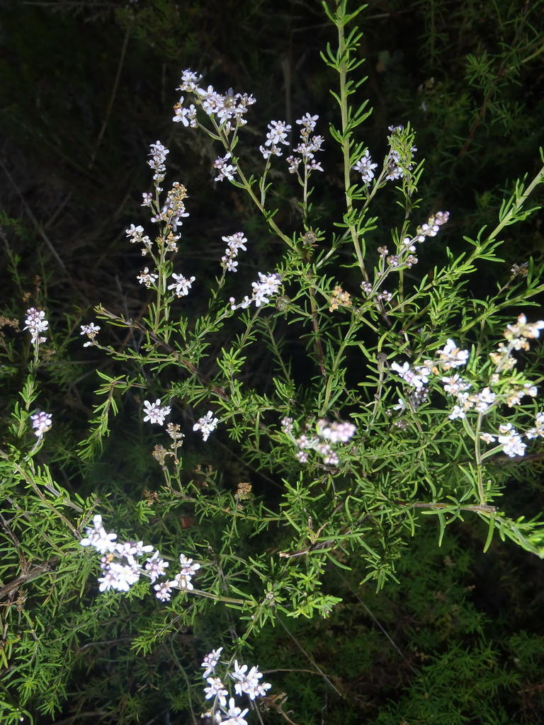 Selago albida (Biogaps (s Afr) Pentad 3210_2445: Species List ...