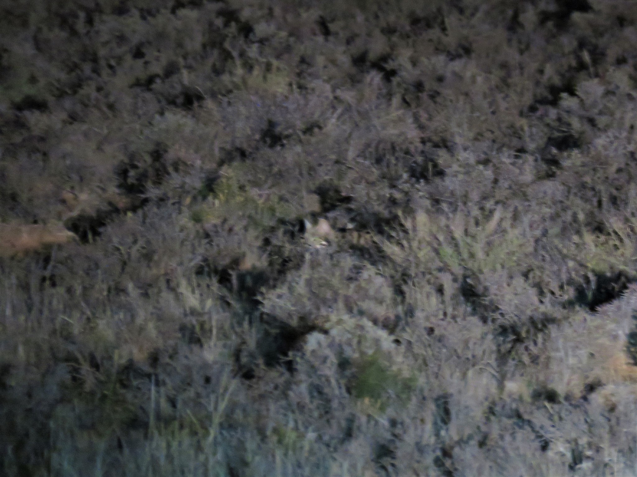 Felis nigripes Burchell, 1824