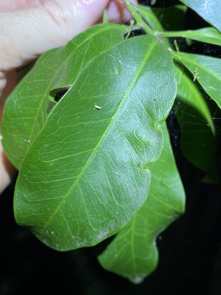 (Fontainea venosa) - Botanical Realm