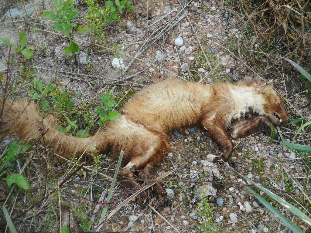 Eurasian Pine Marten from Loknyanskiy rayon, Pskov, Russia on August 23 ...