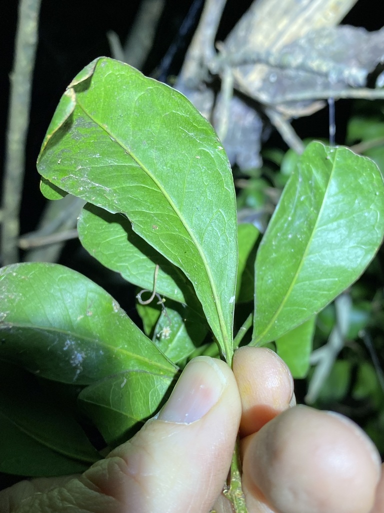 (Fontainea venosa) - Botanical Realm