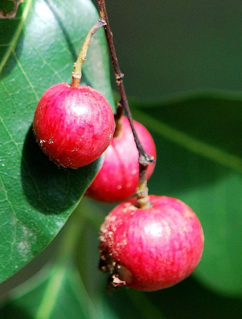 Cape Ash (Ekebergia capensis) - Botanical Realm