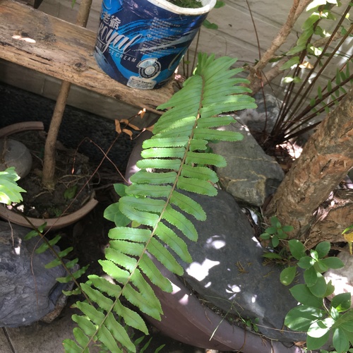 Hybrid Nephrolepis × copelandii · iNaturalist