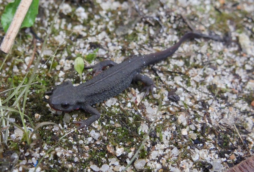 Japanese Fire-bellied Newt in August 2021 by Martin · iNaturalist