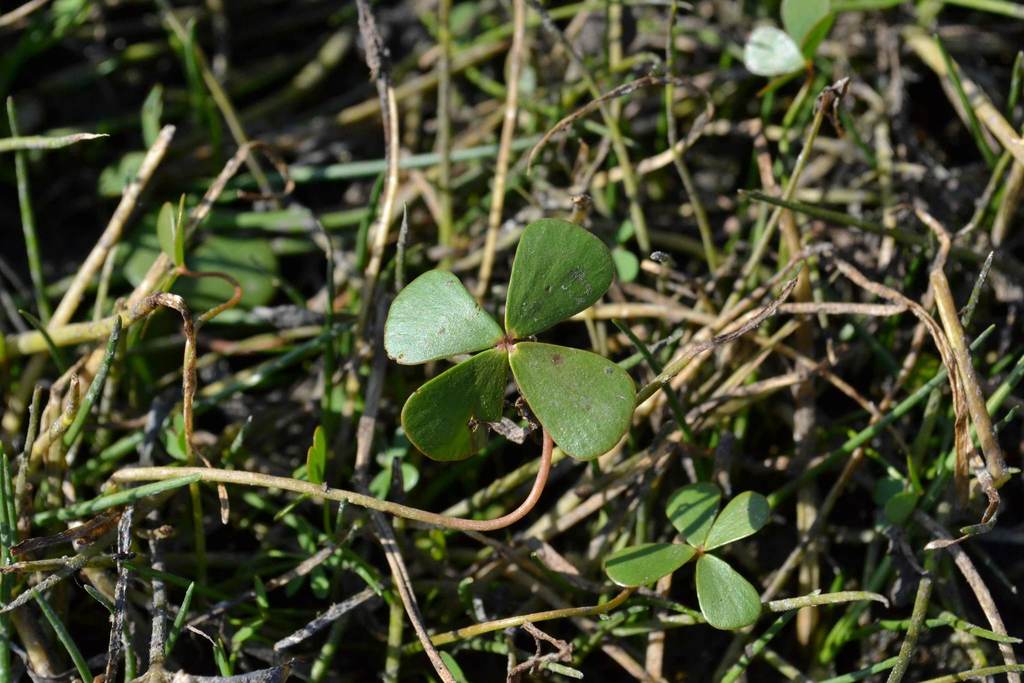 Marsilea burchellii (Ferns of Botswana) · iNaturalist