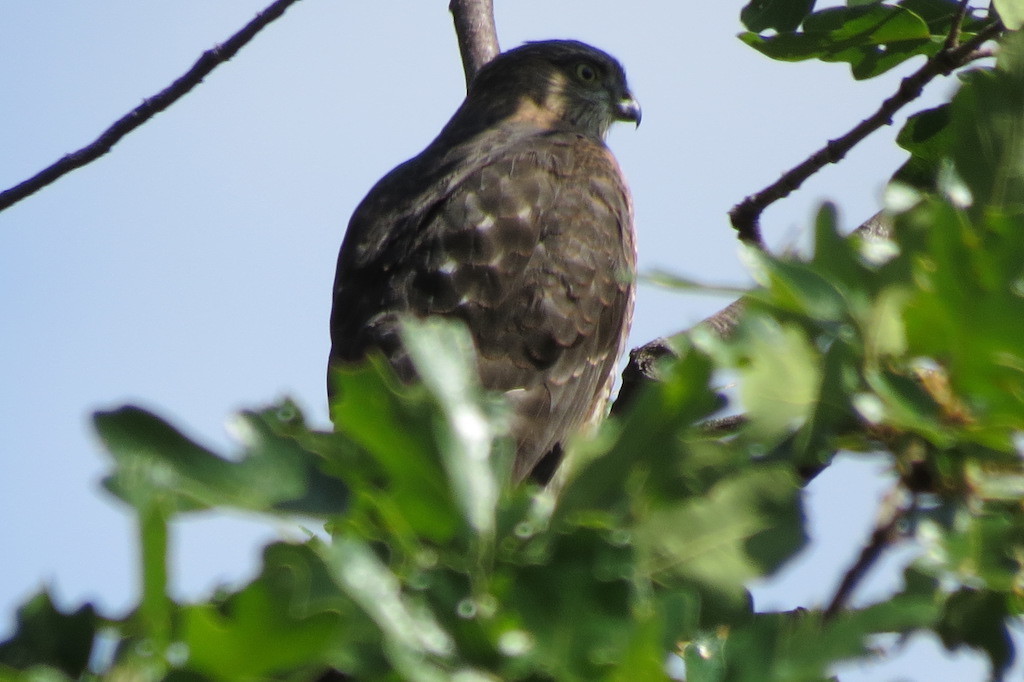 Sharp-shinned Hawk from Siskiyou County, CA, USA on August 21, 2021 at ...