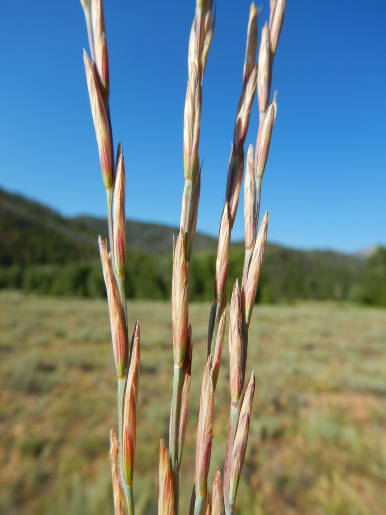 Bluebunch Wheatgrass (Pseudoroegneria spicata) - Botanical Realm