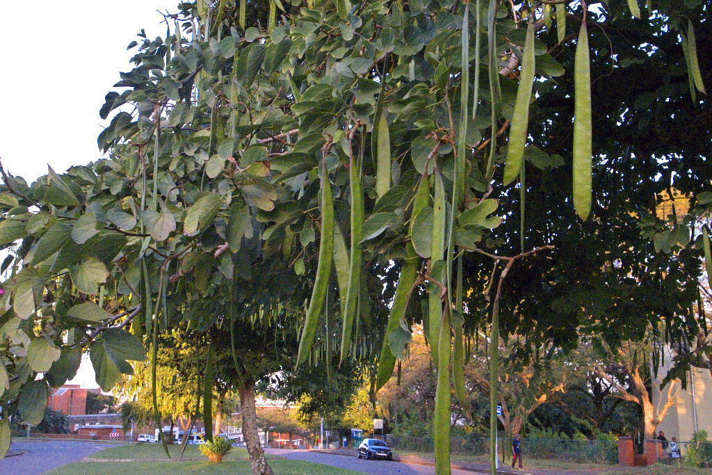 Orchid Tree from 172, Queen Mary Ave on July 31, 2013 by Chris Wahlberg ...