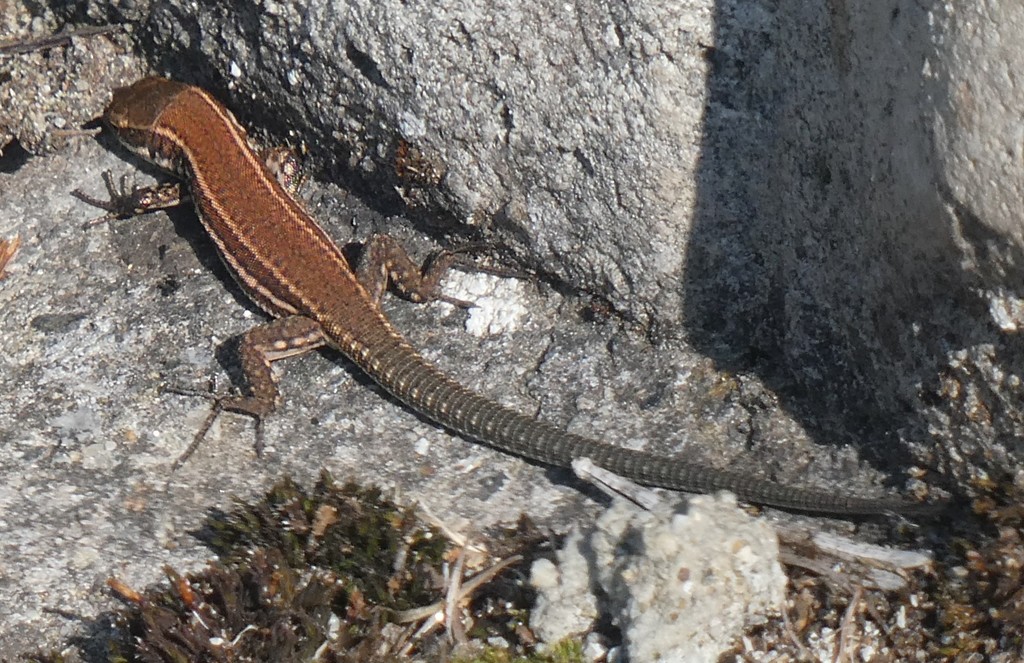 Common Wall Lizard in August 2021 by Vuillermoz · iNaturalist