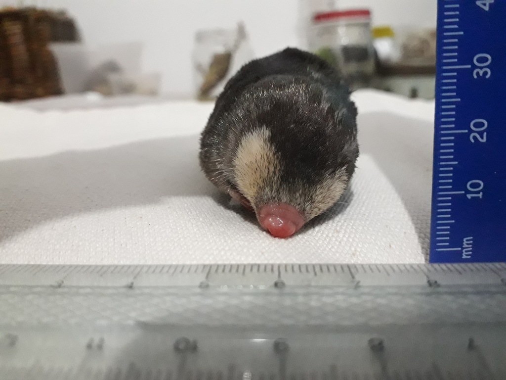 Duthie's Golden Mole from Theescombe, Gqeberha, 6070, South Africa on ...