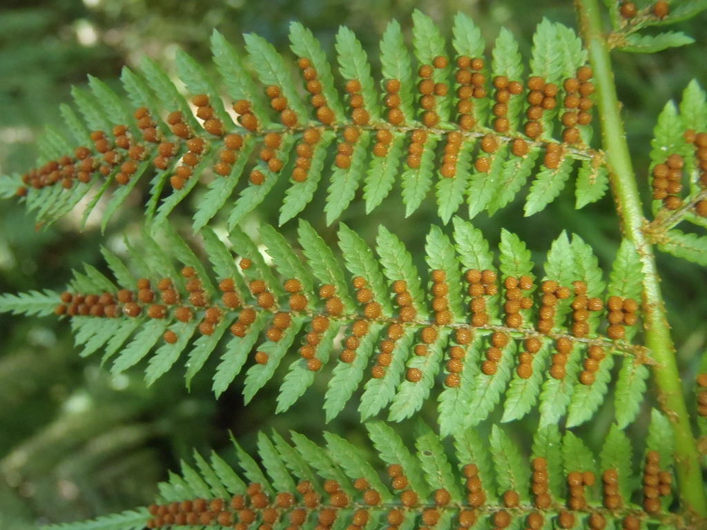 Identifying Alien Tree Ferns in the Western Cape · iNaturalist Guatemala