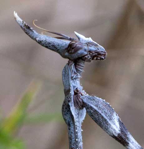 Spotty Conehead Mantid from 52, Old Sir Lowrys Pass Rd on August 2 ...