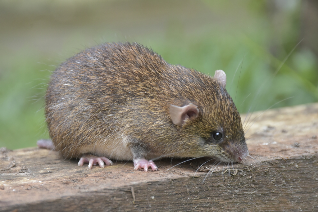 Ucayali spiny mouse from Putumayo, Ecuador on August 9, 2021 at 03:11 ...