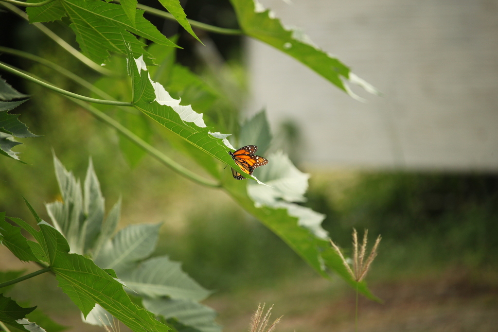 Monarch from Buccoo, Trinidad and Tobago on August 22, 2021 at 04:50 PM ...