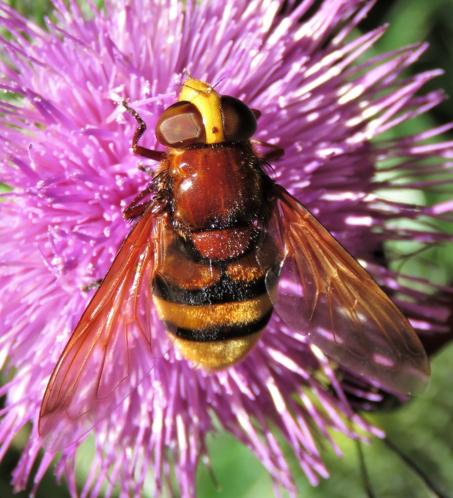 Hornet Mimic Hover Fly from Vazon, Oulx (TO), Italia on August 1, 2021 ...
