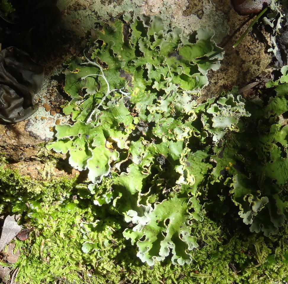 Gold Specklebelly Lichen (Fungi of southern Africa) · iNaturalist