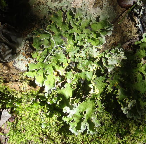 Gold Specklebelly Lichen (Fungi of southern Africa) · iNaturalist