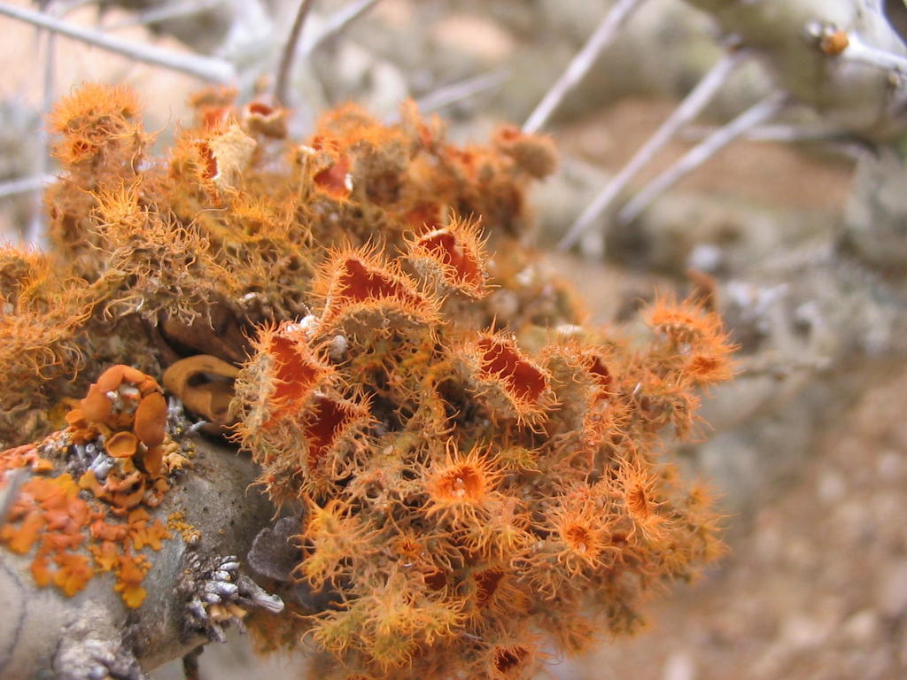 Flathair Lichen (Fungi of southern Africa) · iNaturalist