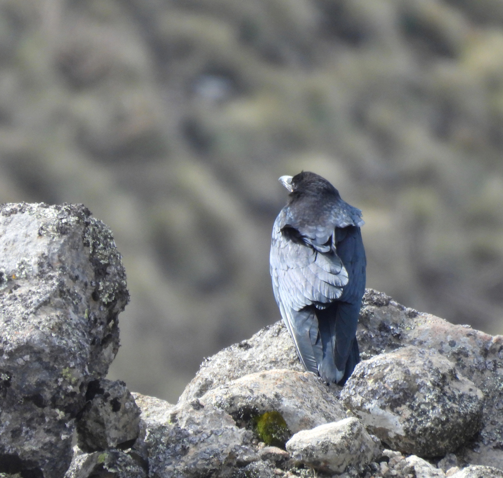 Common Raven from Ayahualulco, Ver., México on July 10, 2021 at 09:14 ...