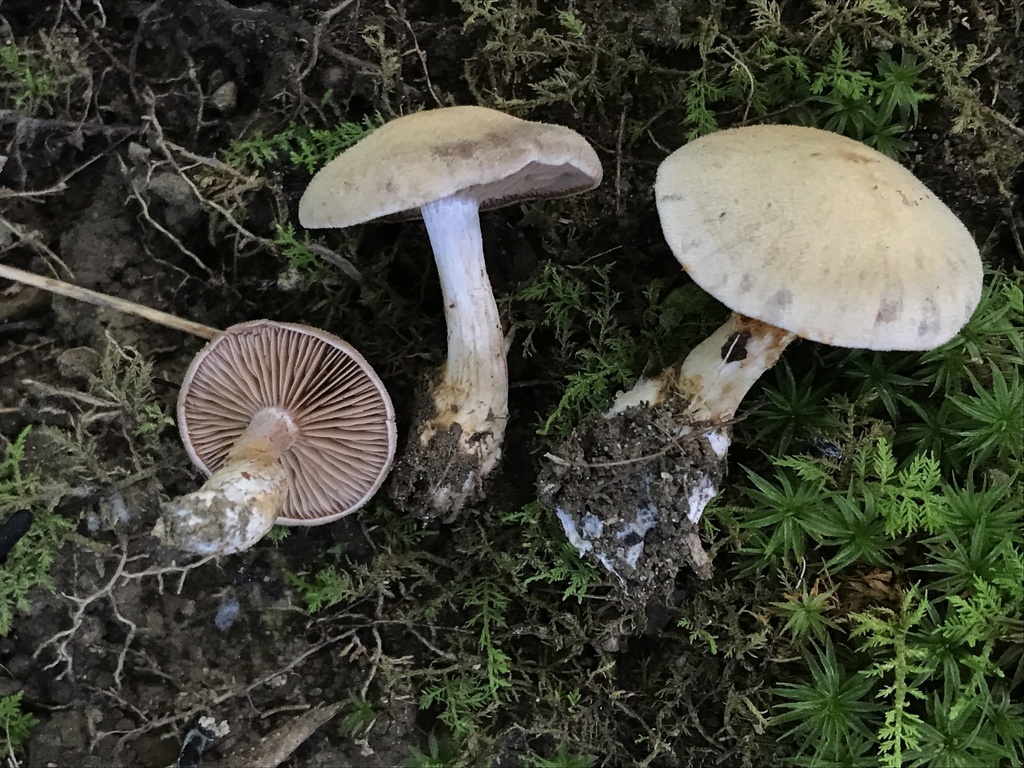 Webcaps from Plymouth, IN, US on August 20, 2021 at 05:17 PM by Brian ...