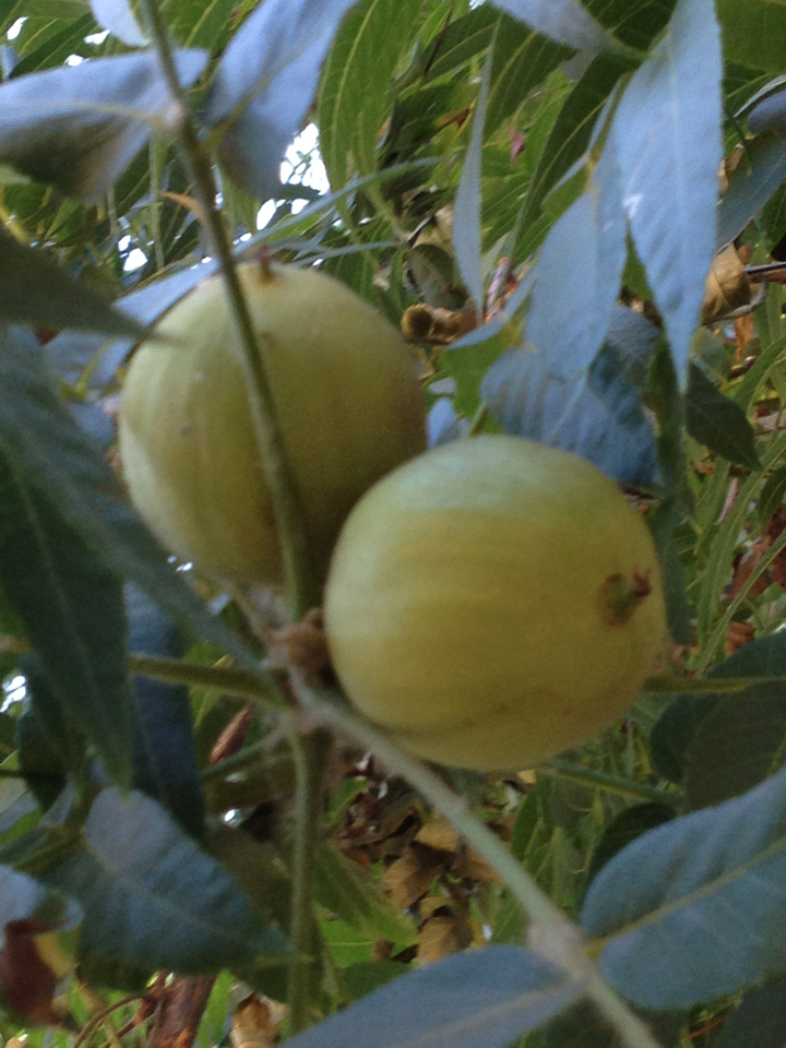 Northern california black walnut (Trees & Shrubs of the Sunol Region ...