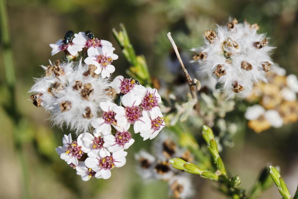 Cape Snow Bush (Plants of the Tygerberg Nature Reserve) · iNaturalist