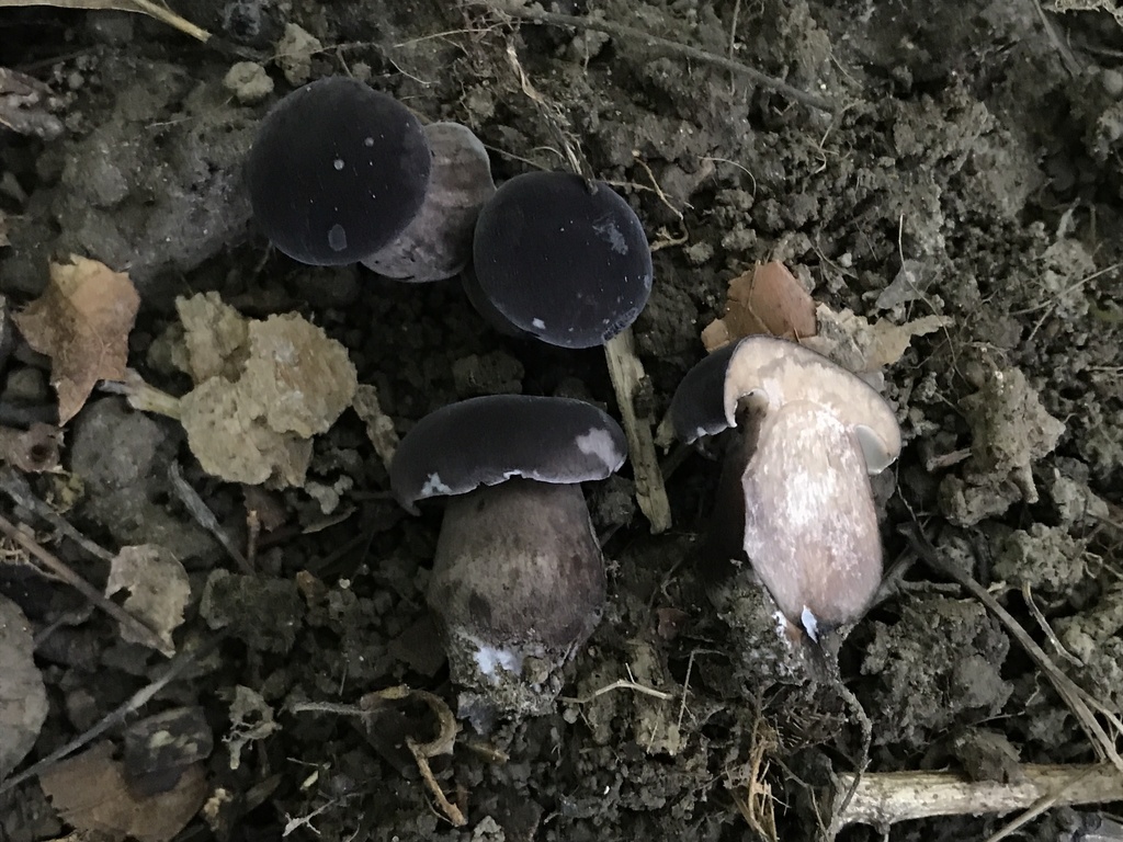 Black Velvet Bolete from Plymouth, IN, US on August 20, 2021 at 05:29 ...
