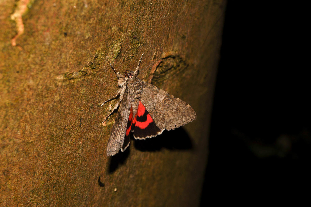 Red Underwing from Mobschatz, Dresden, Deutschland on August 21, 2021 ...