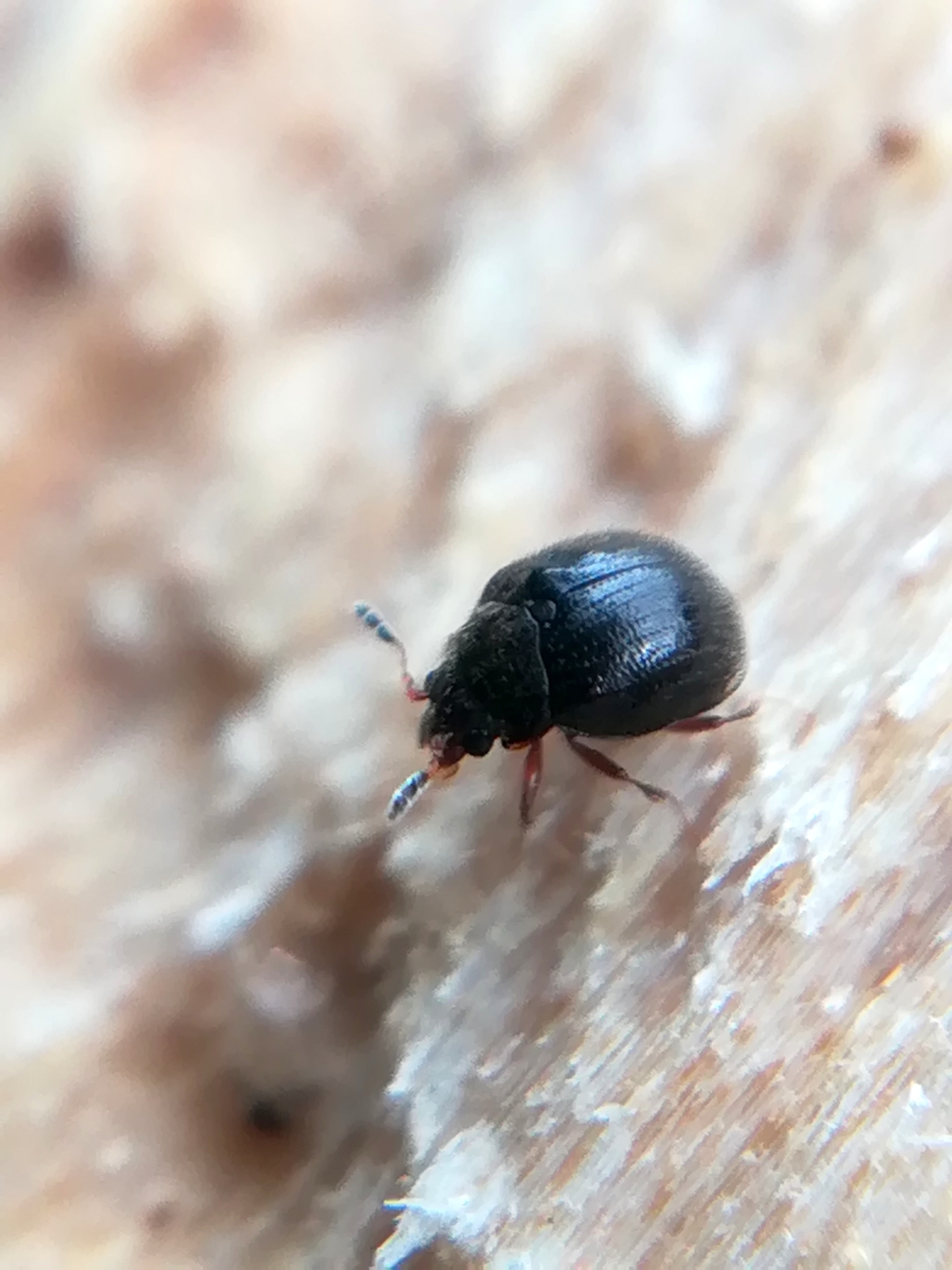 Sphindidae