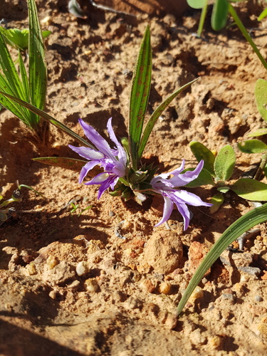 Observations by muisvoel · iNaturalist