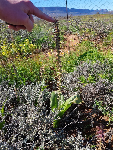 Observations by muisvoel · iNaturalist