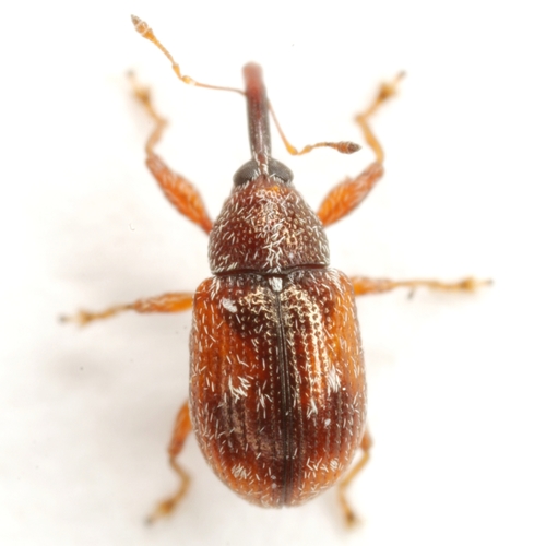 Anthonomus sexguttatus · iNaturalist