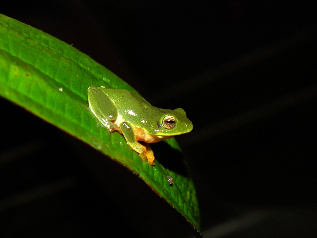 Bob Inger's bush frog (Amphibians of Kerala) · iNaturalist