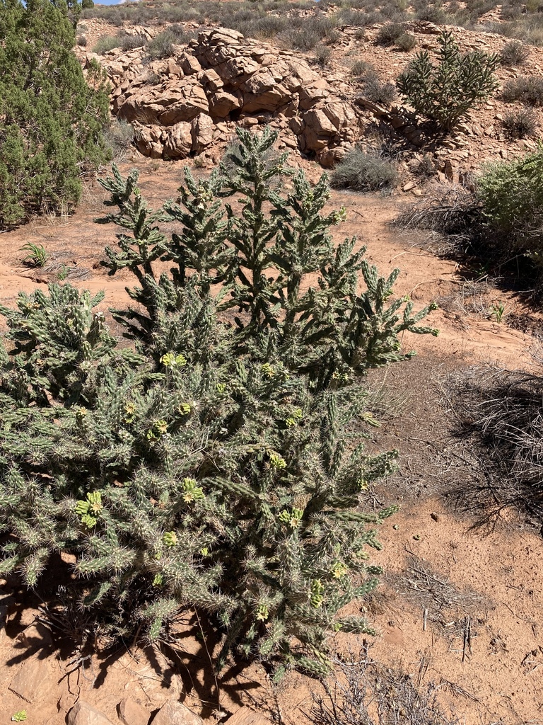 tree cholla from E Wagon Trail Rd, Moab, UT, US on August 23, 2021 at ...