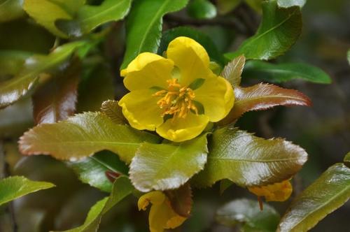Small-Leaved Forest Ochna (Ochna gamostigmata) · iNaturalist