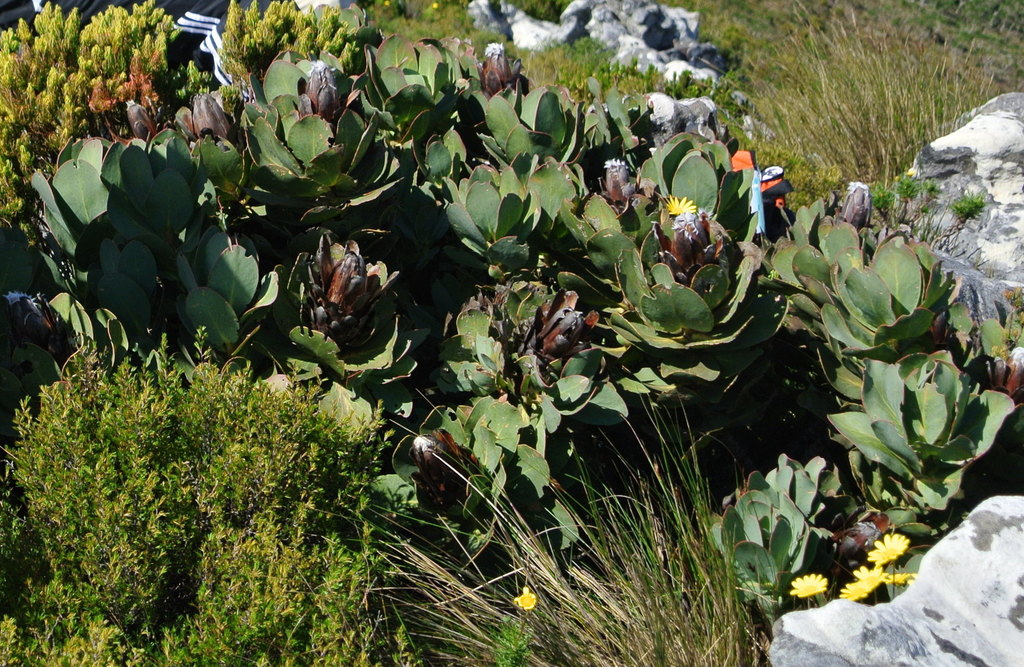 Red Sugarbush from Contour Path, Table Mountain National Park: On top ...