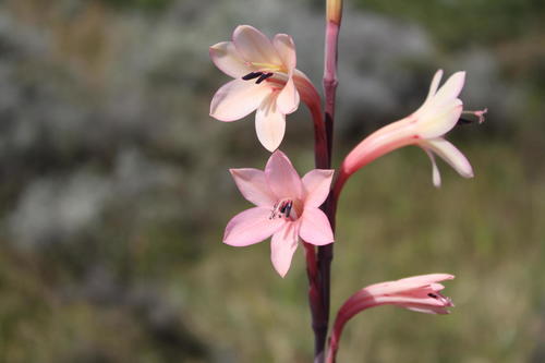 variedad Watsonia meriana meriana · iNaturalist Ecuador