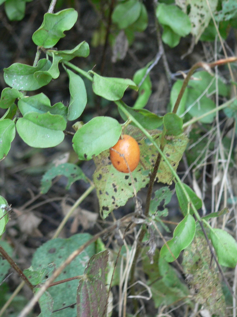 Hog plum in June 2006 by Dewald du Plessis. Okavango Riverine Forest ...