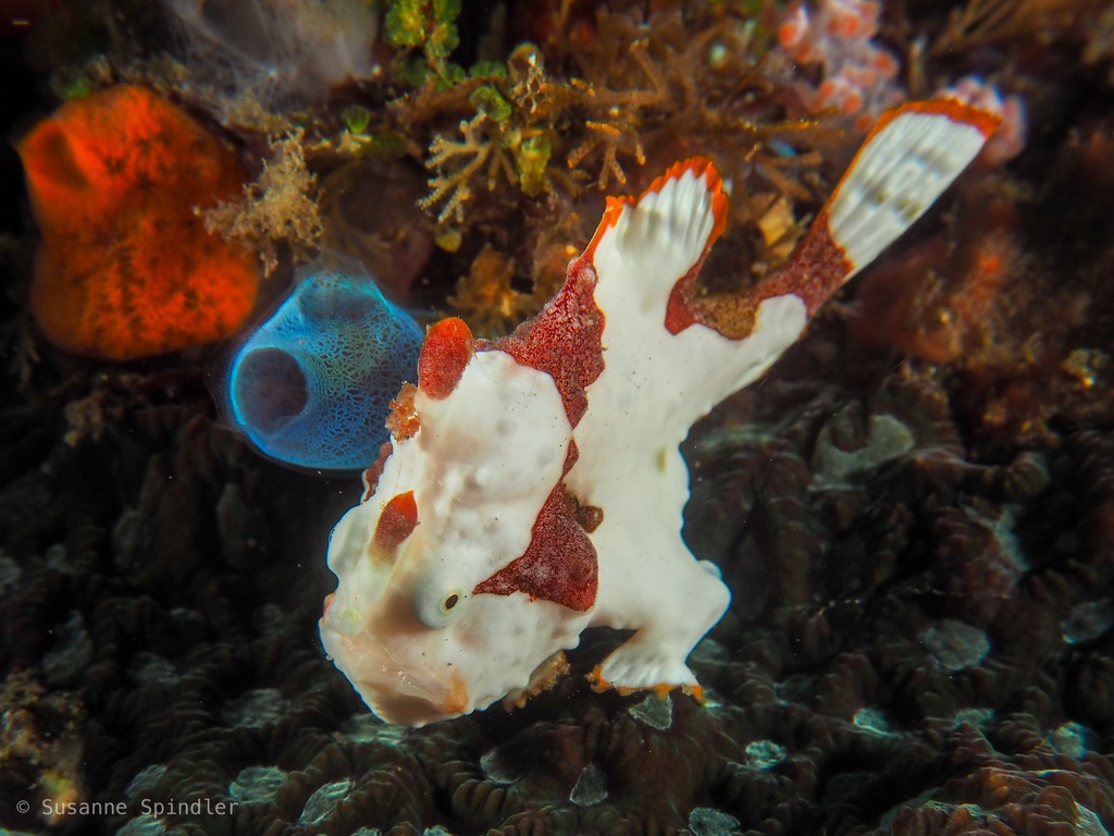 Warty Anglerfish (Antennarius maculatus) - Marine Life Identification