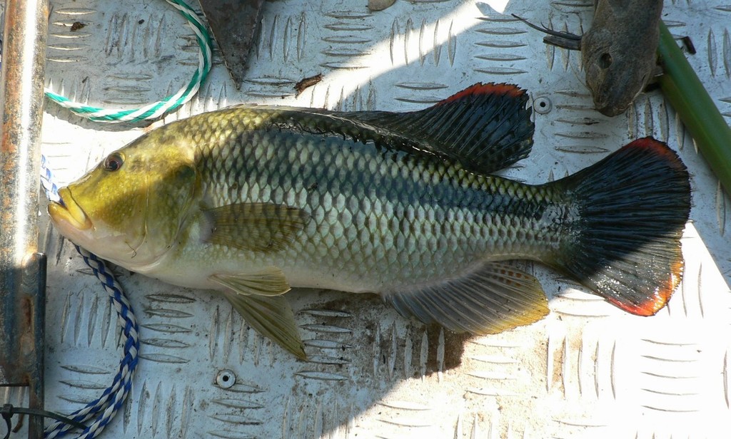Nembwe in July 2006 by Dewald du Plessis. Okavango Panhandle Wetlands ...