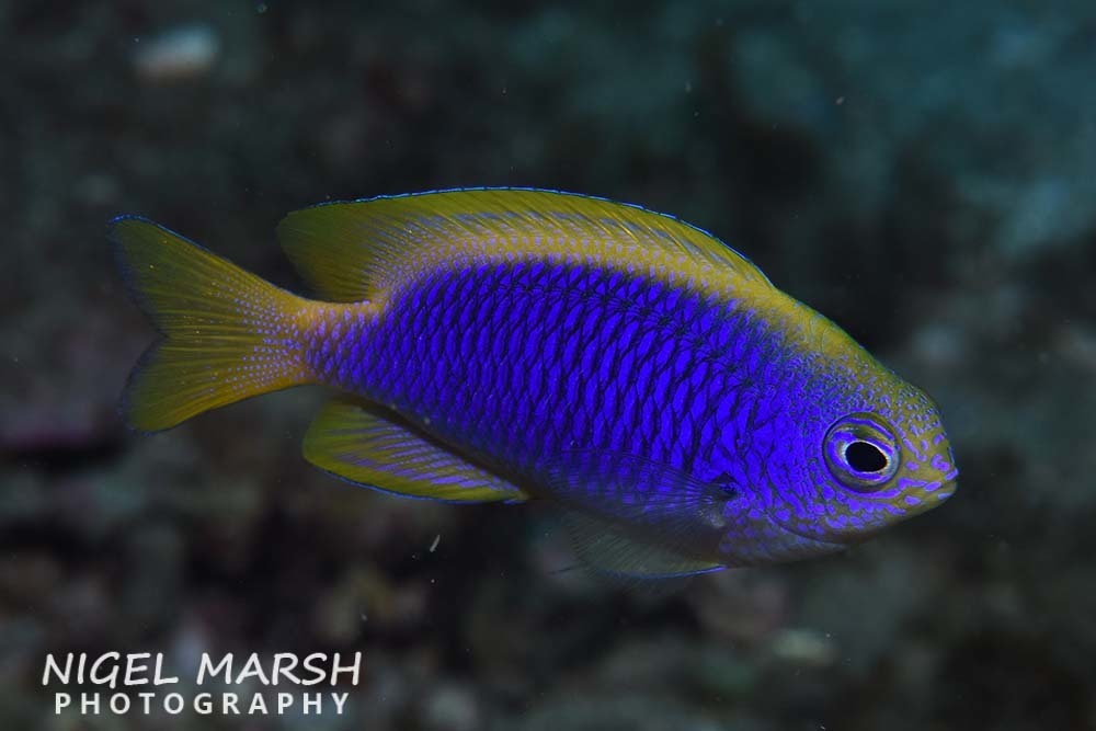 Yellowfin demoiselle (Parsley Bay and Surrounds Fishes) · iNaturalist