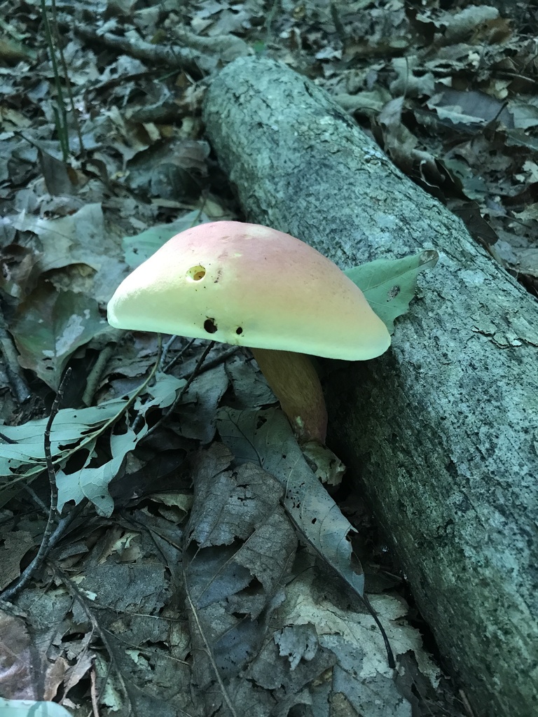 Lanmaoa pallidorosea from Gilmore Ridge Rd, Bloomington, IN, US on ...